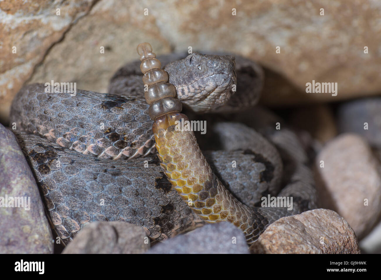 Female Banded Rock Rattlesnake, (Crotalus lepidus klauberi), Huachuca ...