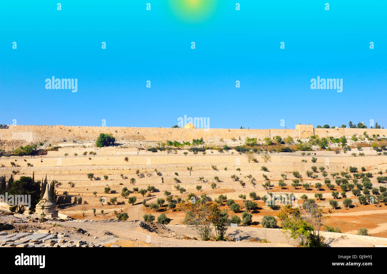 Israel jerusalem tree cypress hi-res stock photography and images - Alamy