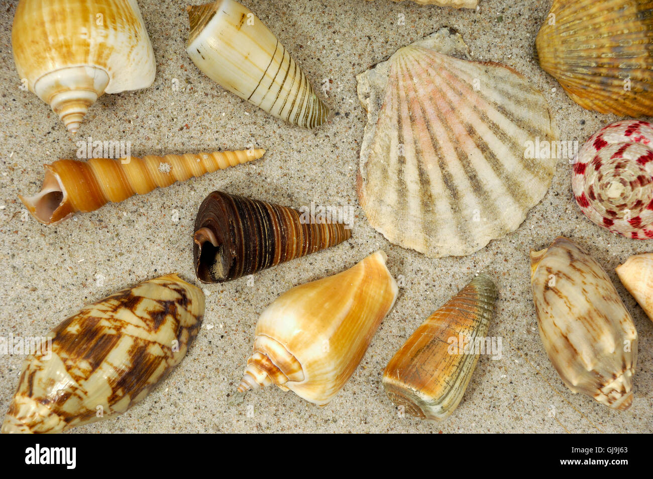 Shells in the sand Stock Photo - Alamy