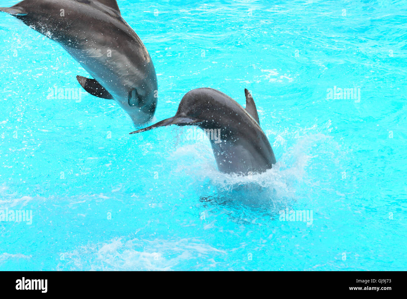 Jumping wildlife hi-res stock photography and images - Alamy