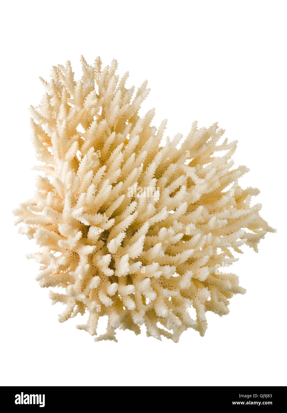 Coral underwater marine Cut Out Stock Images & Pictures - Alamy