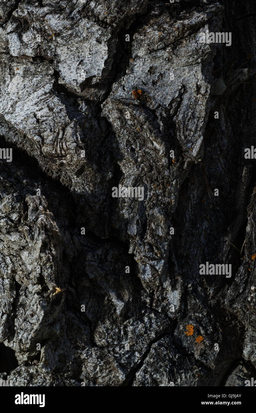 Bark botany hi-res stock photography and images - Alamy
