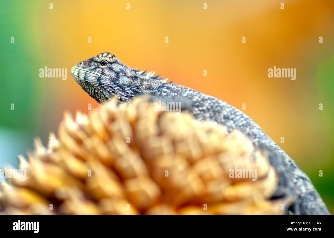 A lizard in the nature Stock Photo - Alamy