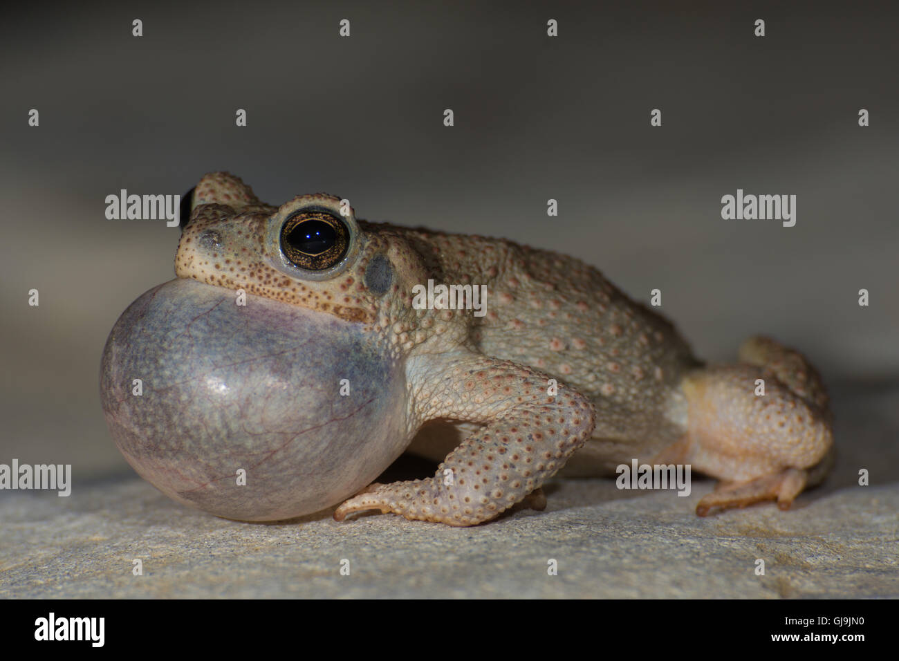 Red spotted toad hi-res stock photography and images - Alamy