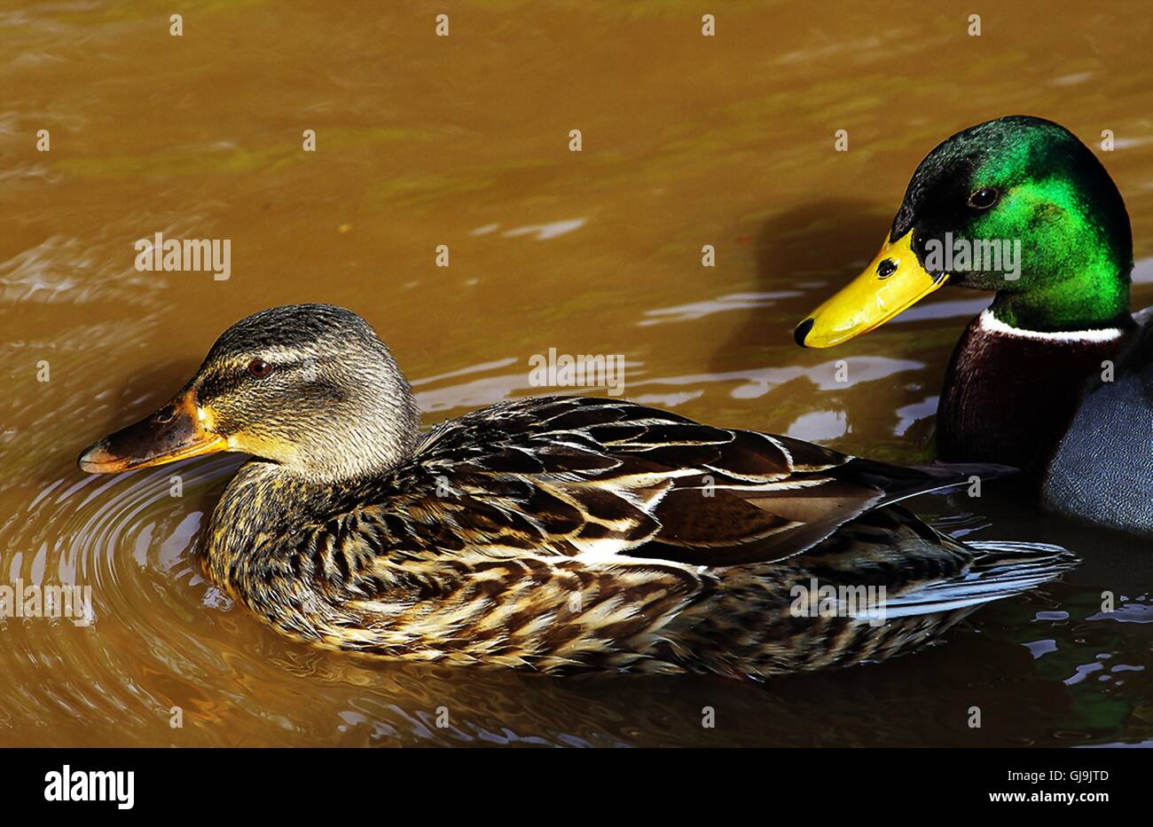 Photo from Drammen Stock Photo - Alamy