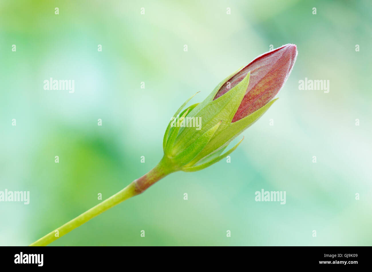 Simple hibiscus hi-res stock photography and images - Alamy