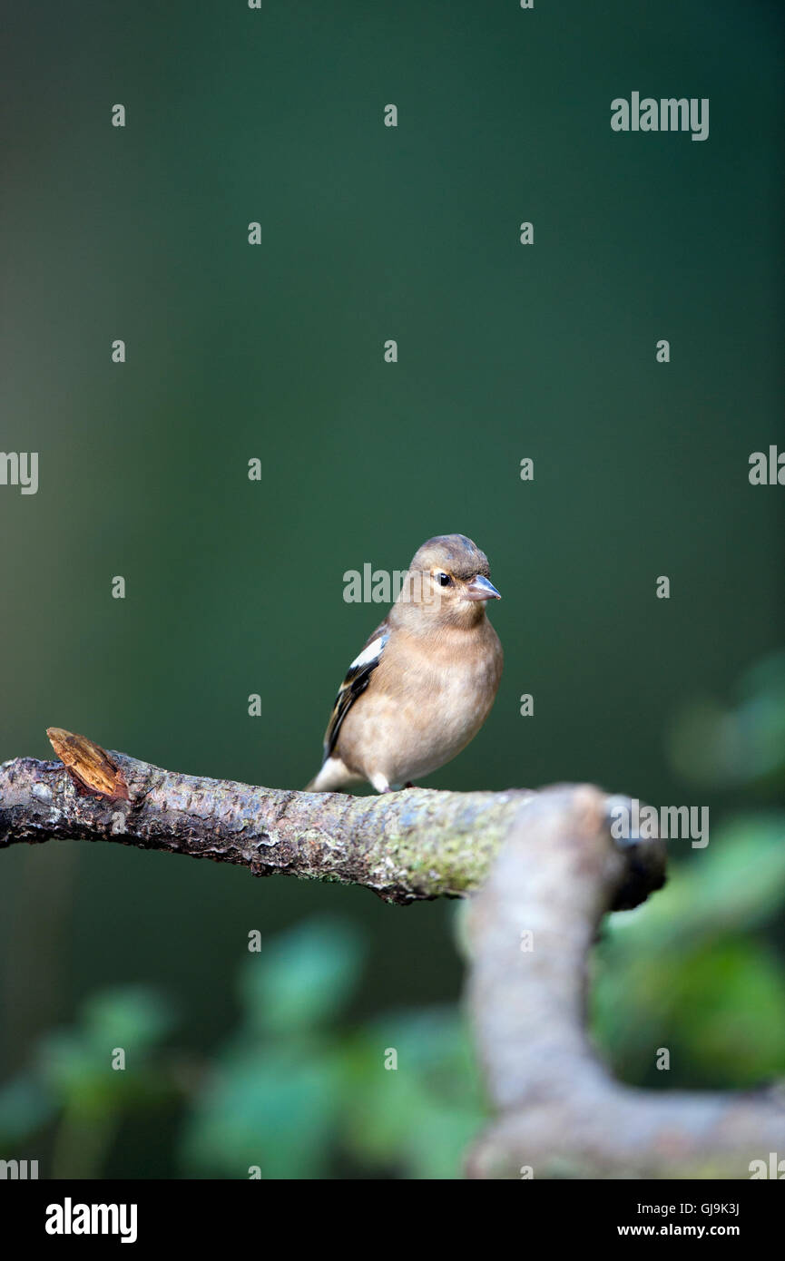 British chaffinch hi-res stock photography and images - Alamy