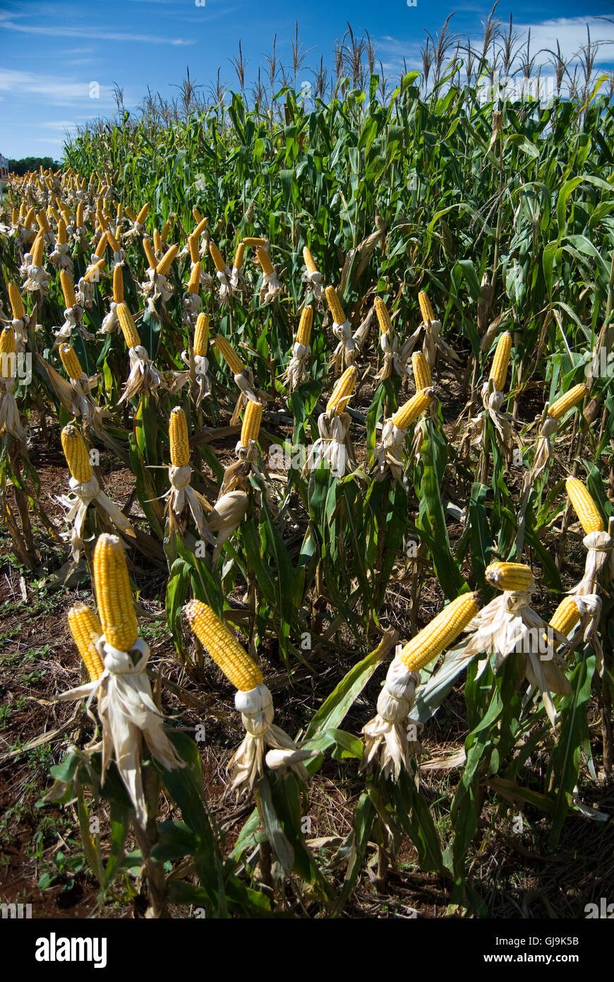 Zea maize spike hi-res stock photography and images - Alamy