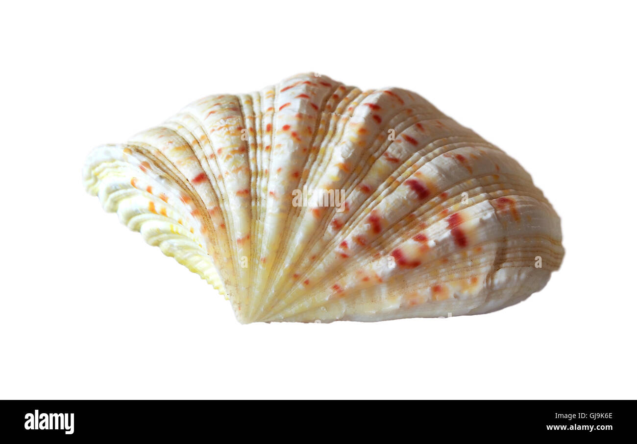 Marine shell hi-res stock photography and images - Alamy