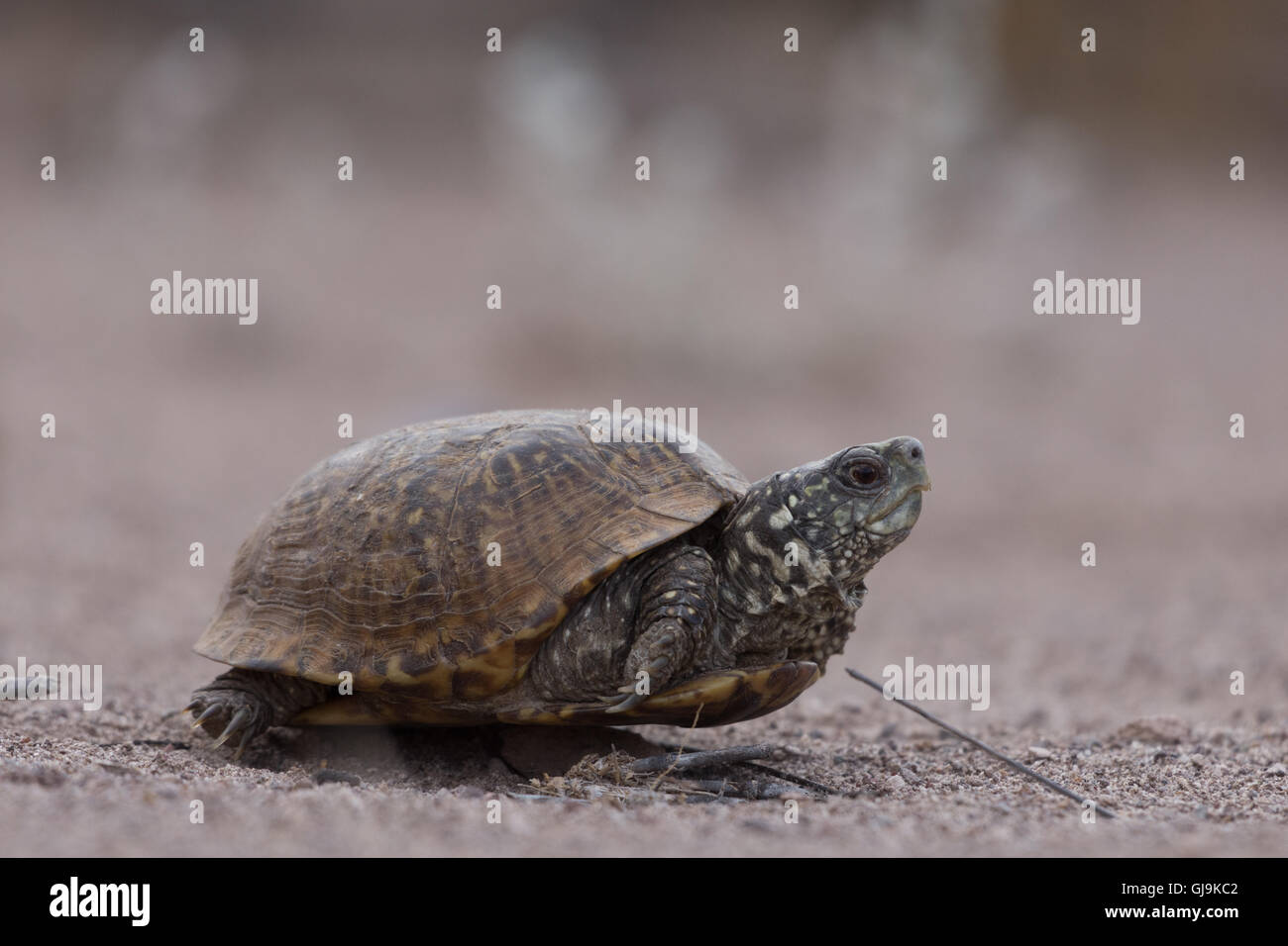 Female Desert Box Turtle, (Terrapene ornata luteola), Bosque del Apache ...