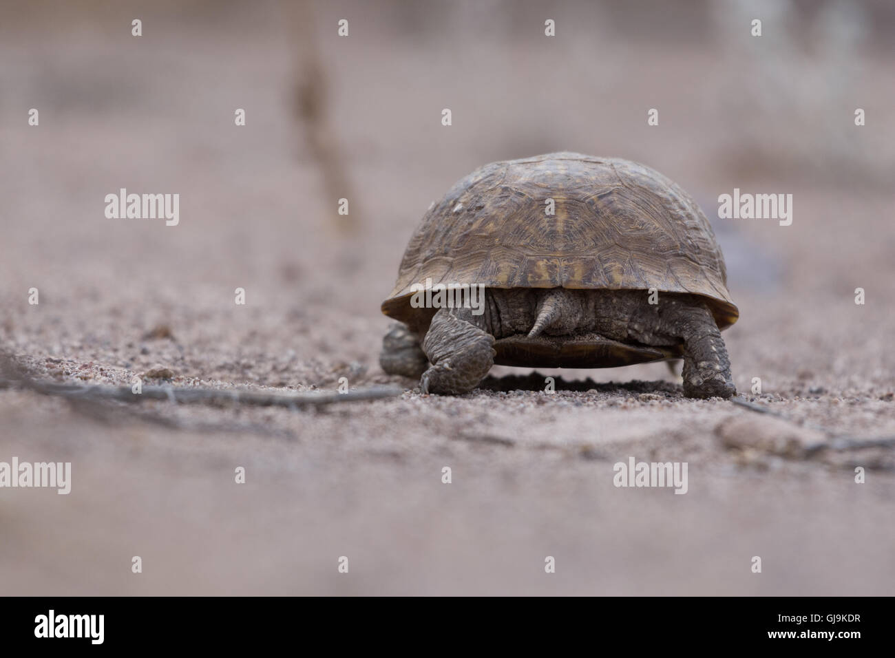Female Desert Box Turtle, (Terrapene ornata luteola), Bosque del Apache ...