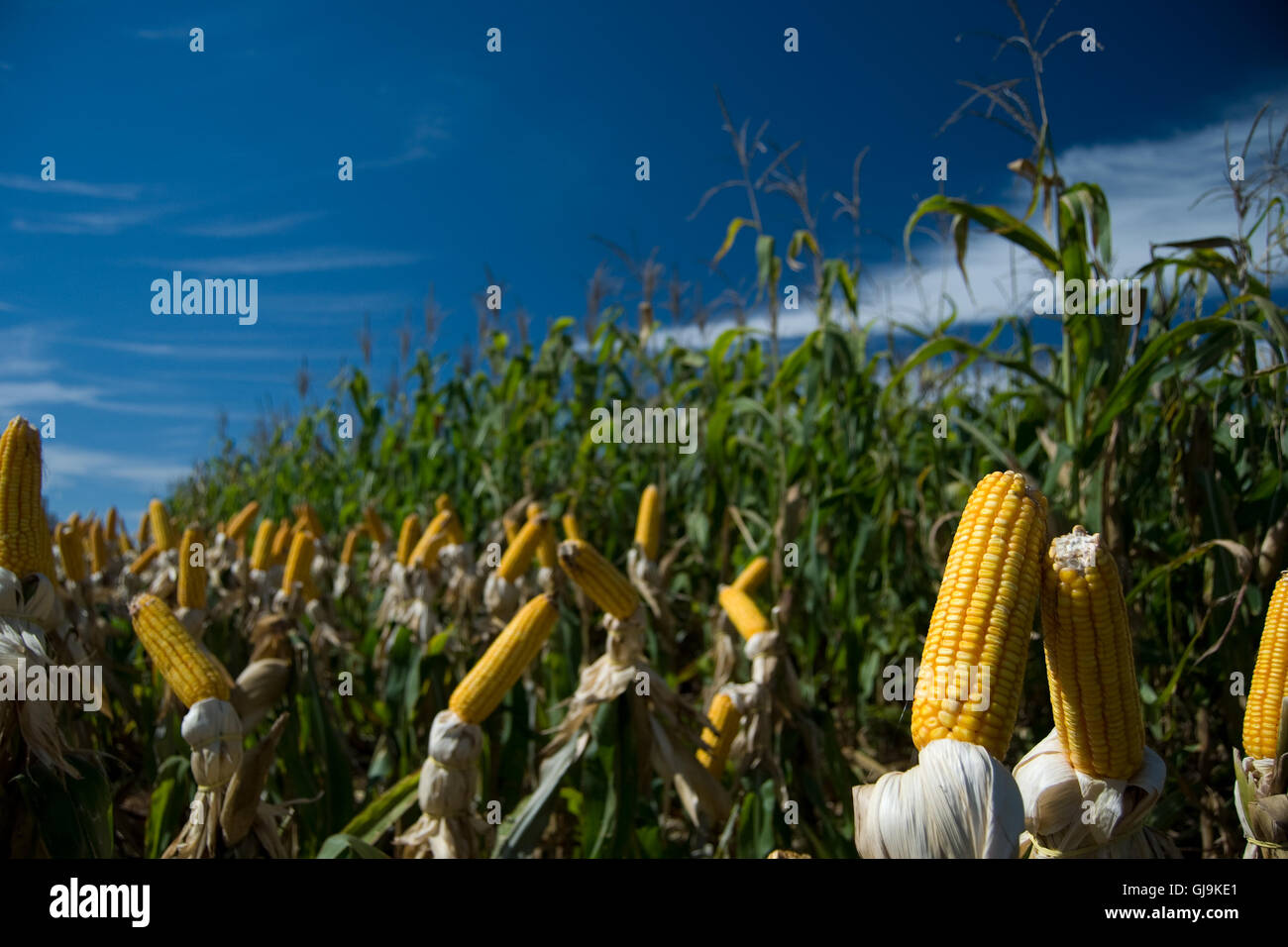 Zea maize spike hi-res stock photography and images - Alamy