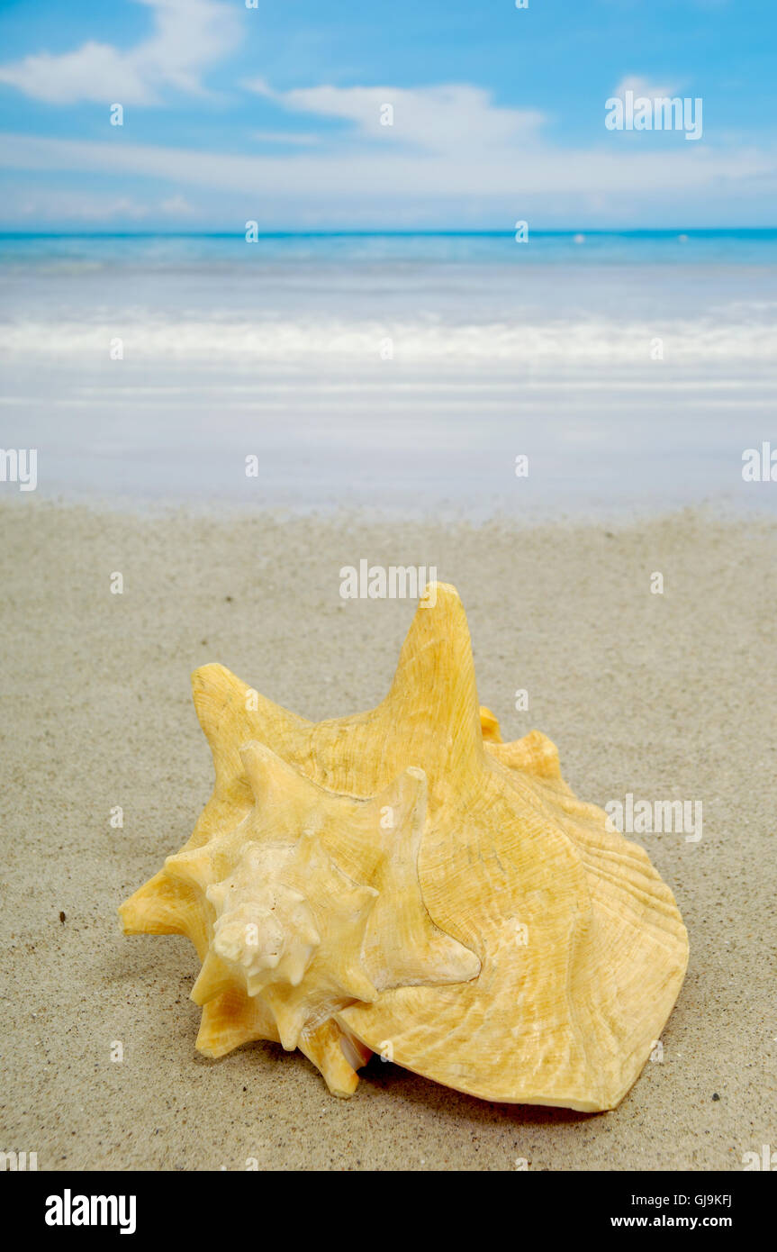 Conch on beach Stock Photo - Alamy