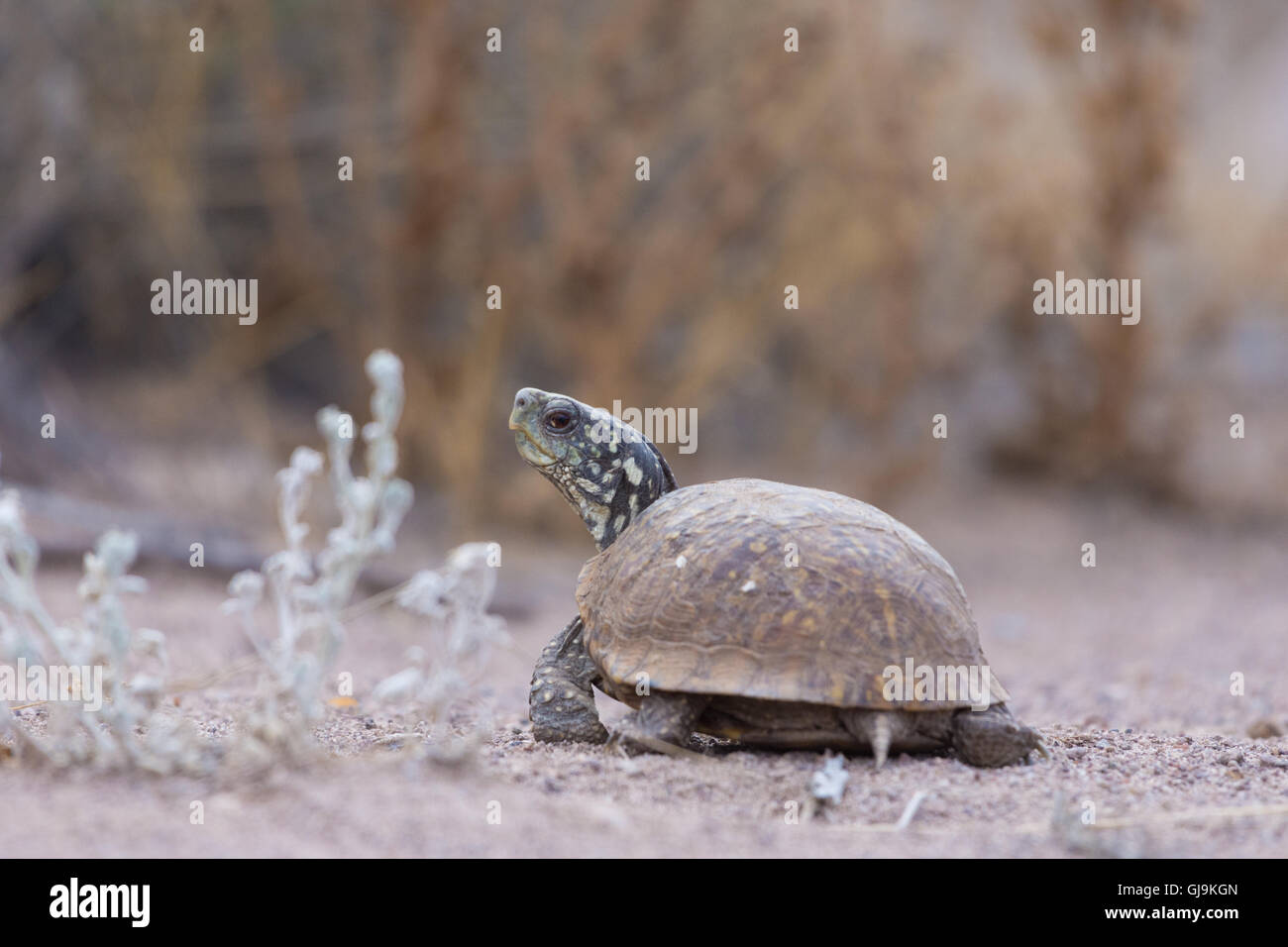 Female Desert Box Turtle, (Terrapene ornata luteola), Bosque del Apache ...