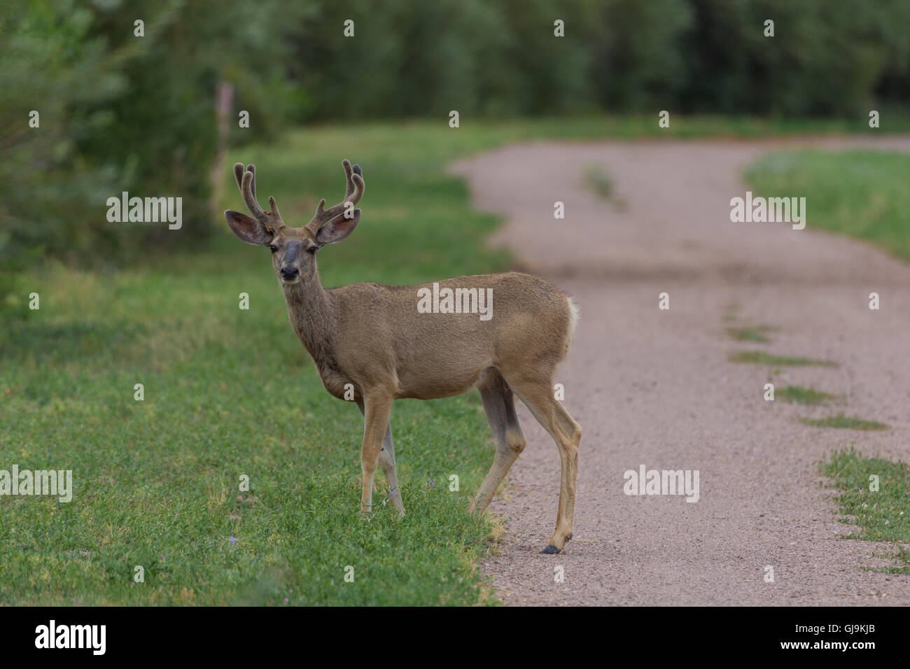Rocky Mountain Mule Deer, (Odocoileus hemionus hemionus), buck with ...