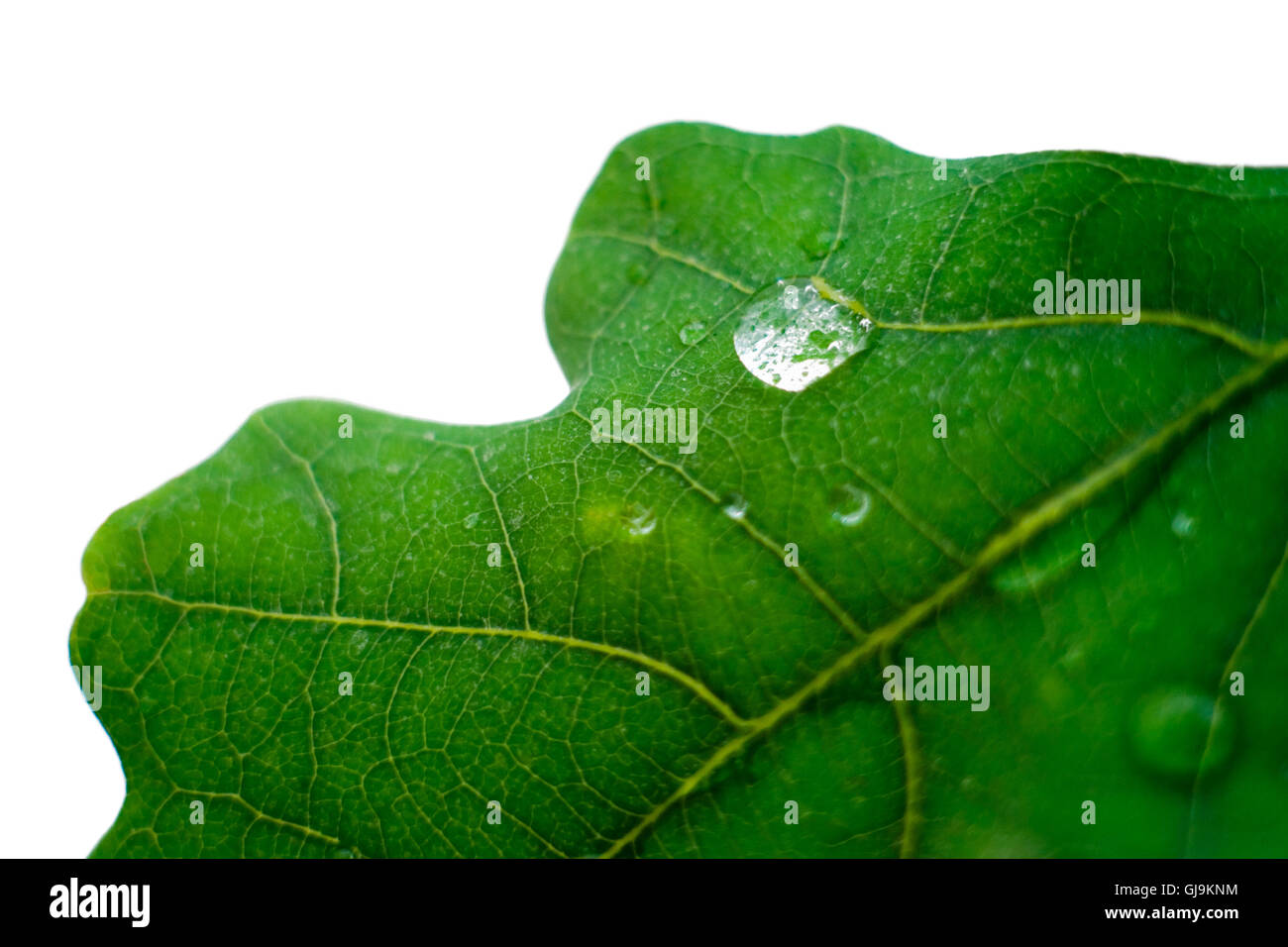 Oak leaf with drop of water, isolated Stock Photo - Alamy