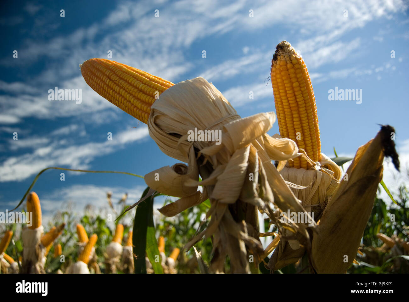 Zea maize spike hi-res stock photography and images - Alamy