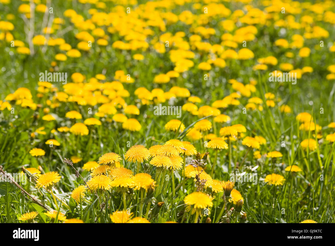 yellow dandelion field Stock Photo - Alamy
