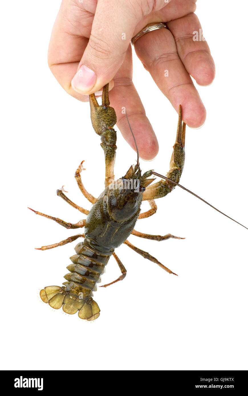 Crawfish seized the finger by claws Stock Photo - Alamy