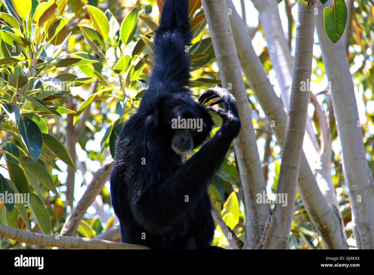 Ape scratching head hi-res stock photography and images - Alamy