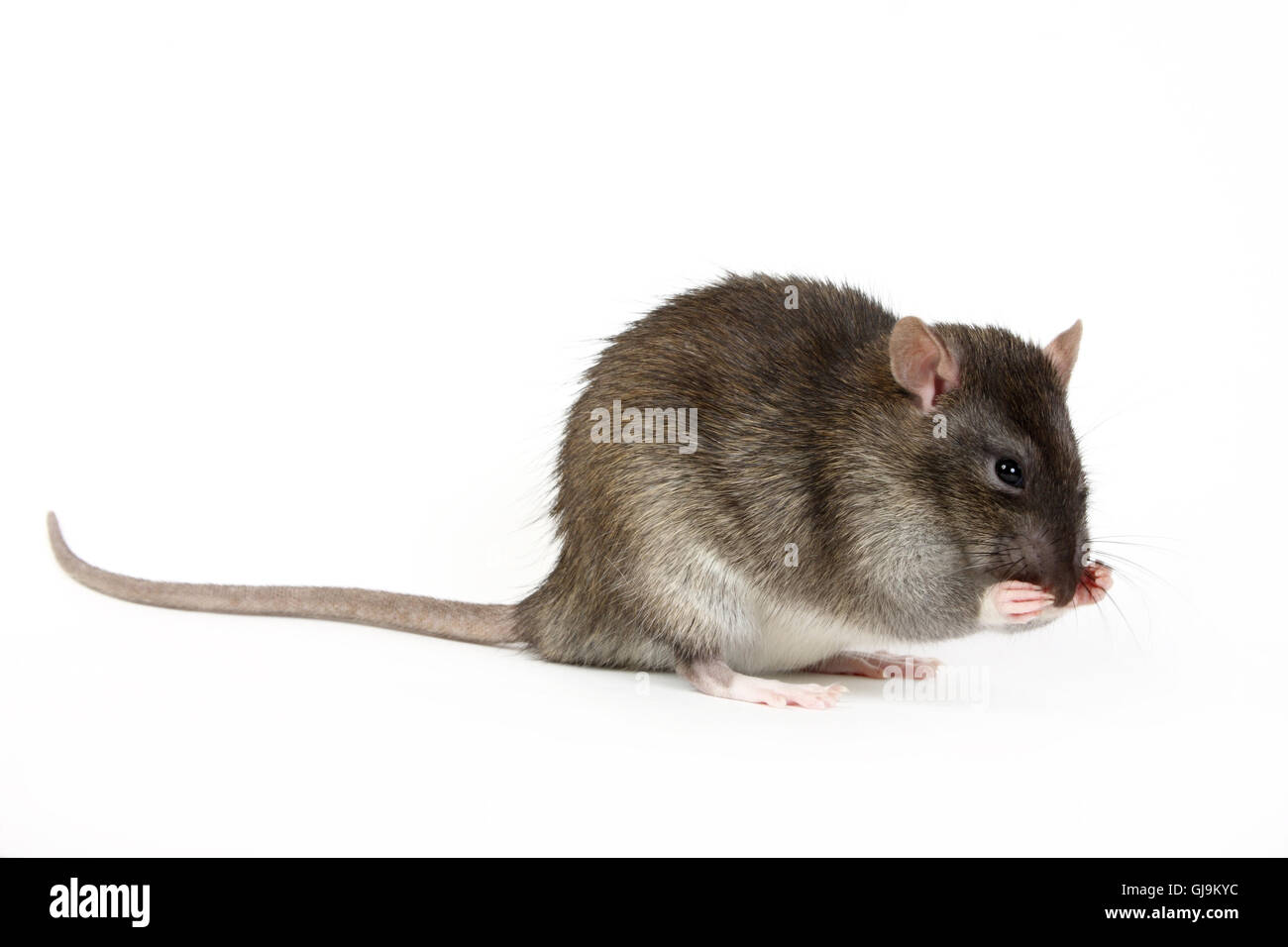 Rats as pets hi-res stock photography and images - Alamy