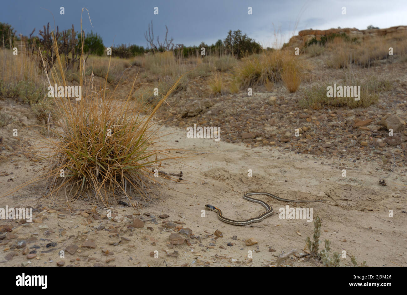 Western Black-necked garter Snake, (Thamnophis cyrtopsis cyrtopsis ...