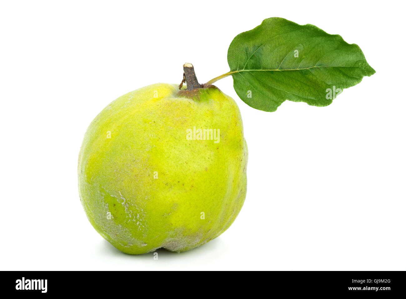 Single fresh quince with leaf Stock Photo - Alamy