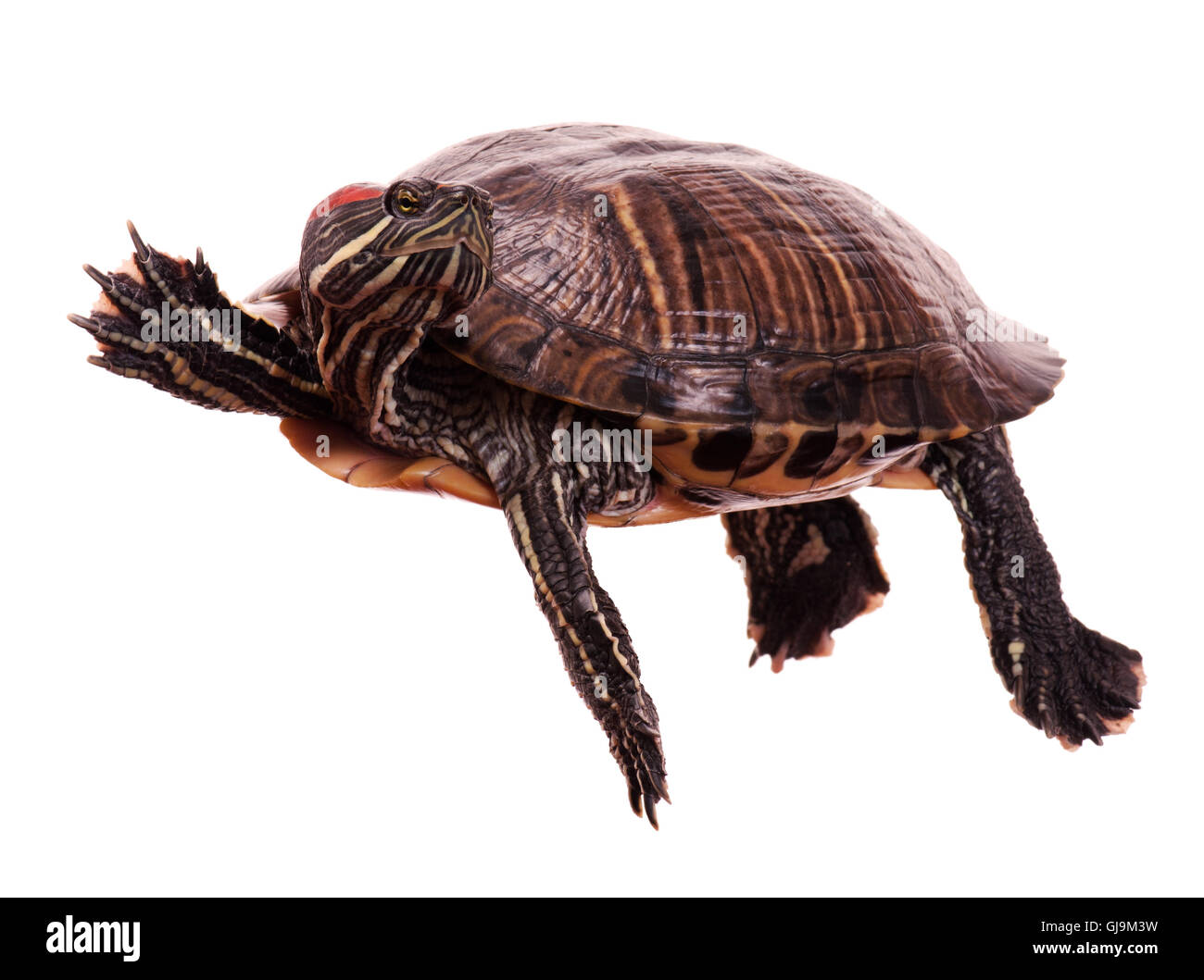 Close up turtle eye Cut Out Stock Images & Pictures - Alamy