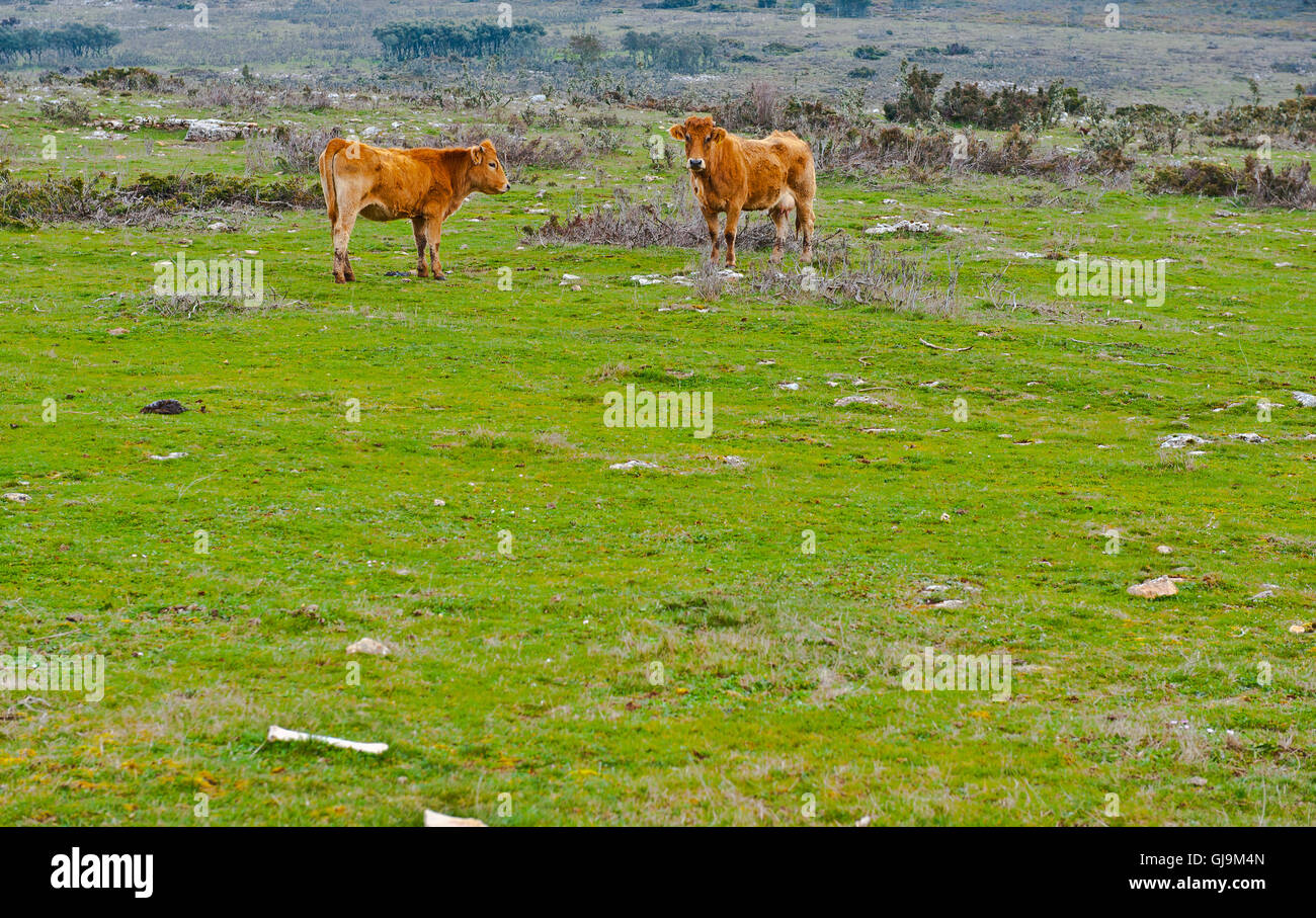 Cow and Bull Stock Photo - Alamy