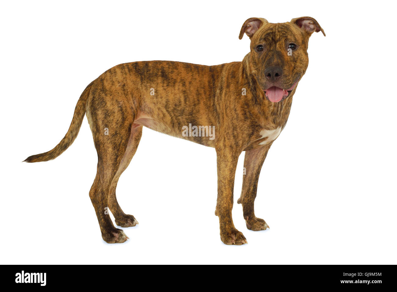 Staffordshire bull terrier standing hi-res stock photography and images ...