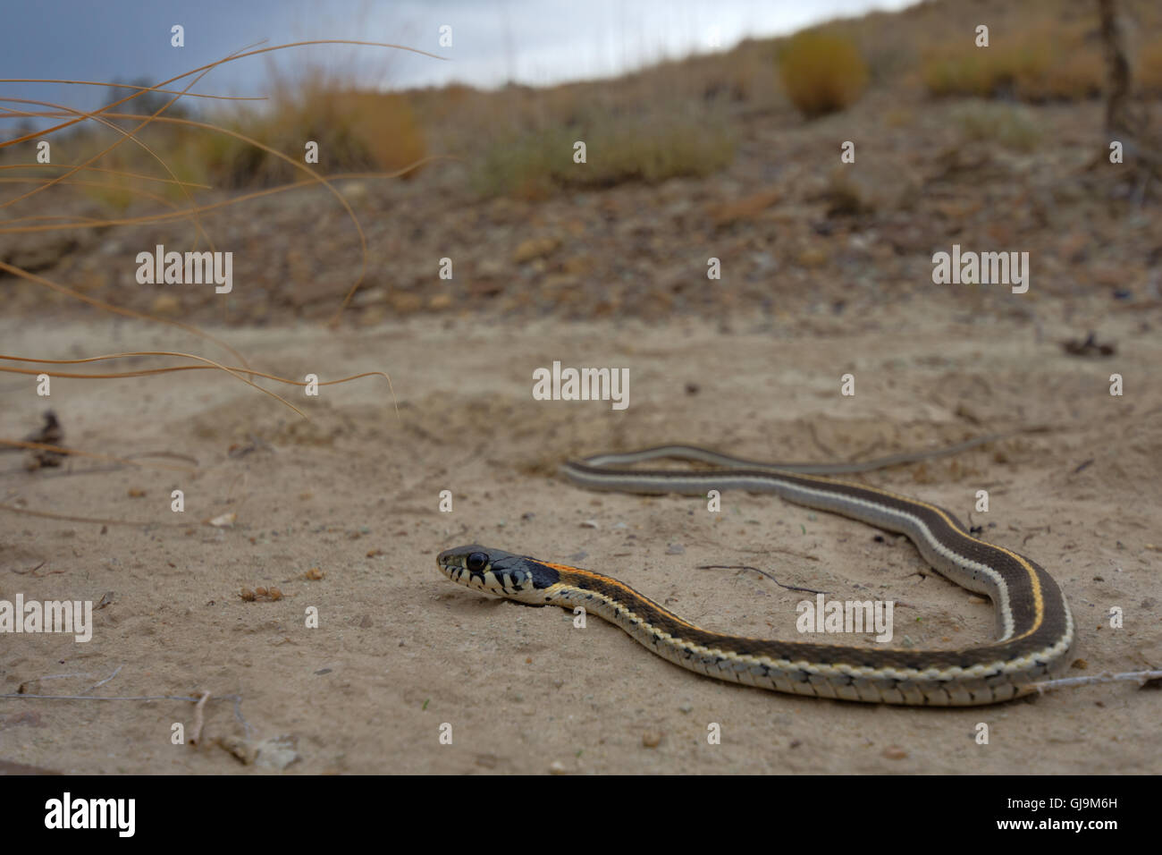Western Black-necked garter Snake, (Thamnophis cyrtopsis cyrtopsis ...