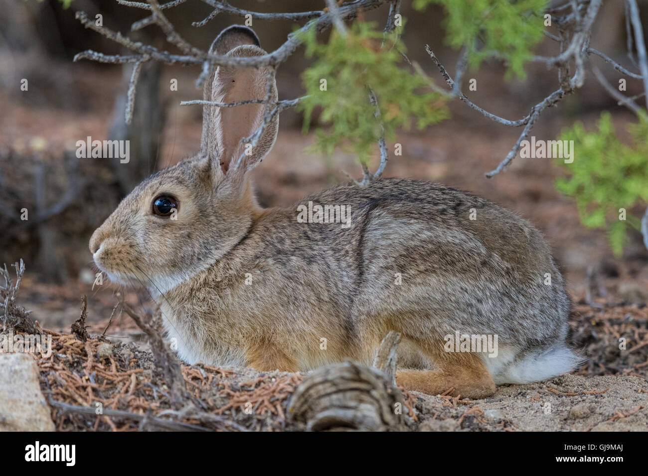 Desert Cottontail, (Sylvilagus auduboni), Ojito Wilderness, New Mexico ...