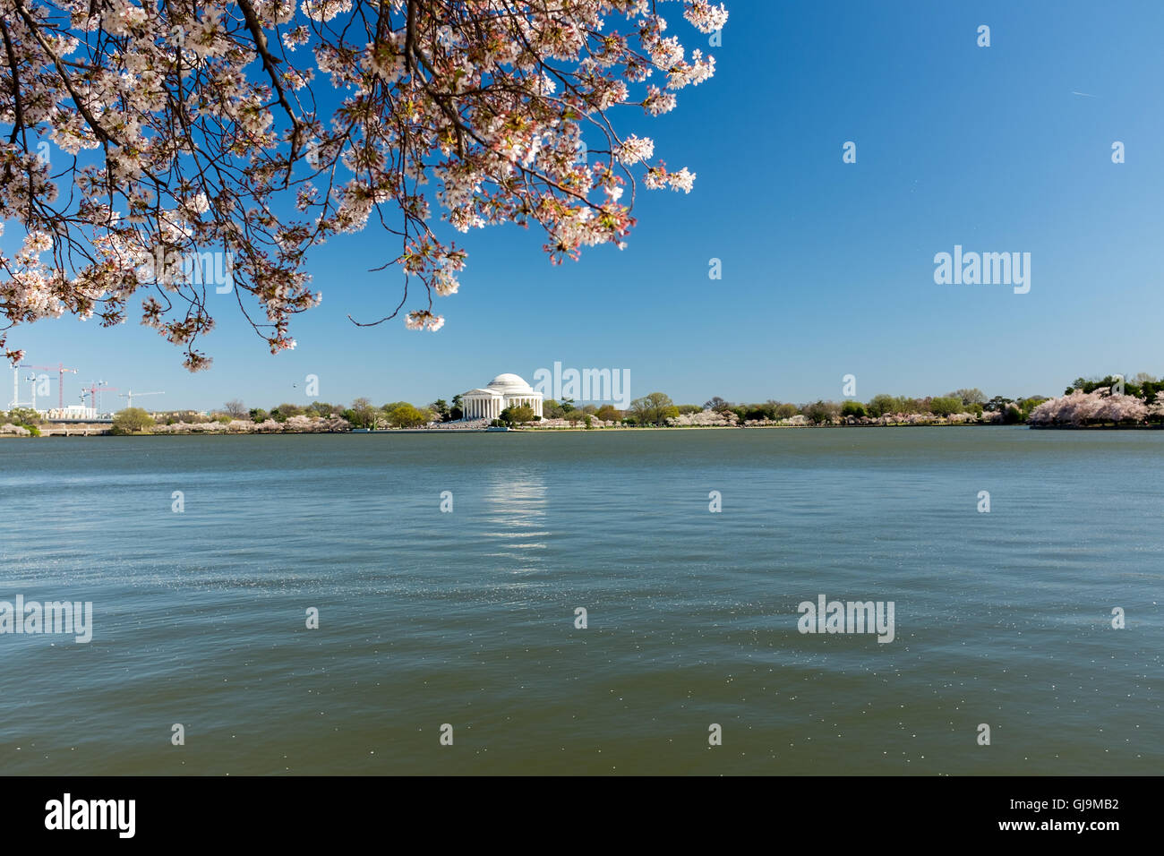 Washington DC USA Cherry Blossom Stock Photo - Alamy