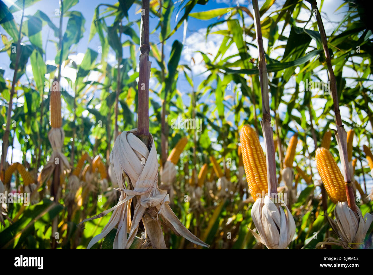 Zea maize spike hi-res stock photography and images - Alamy