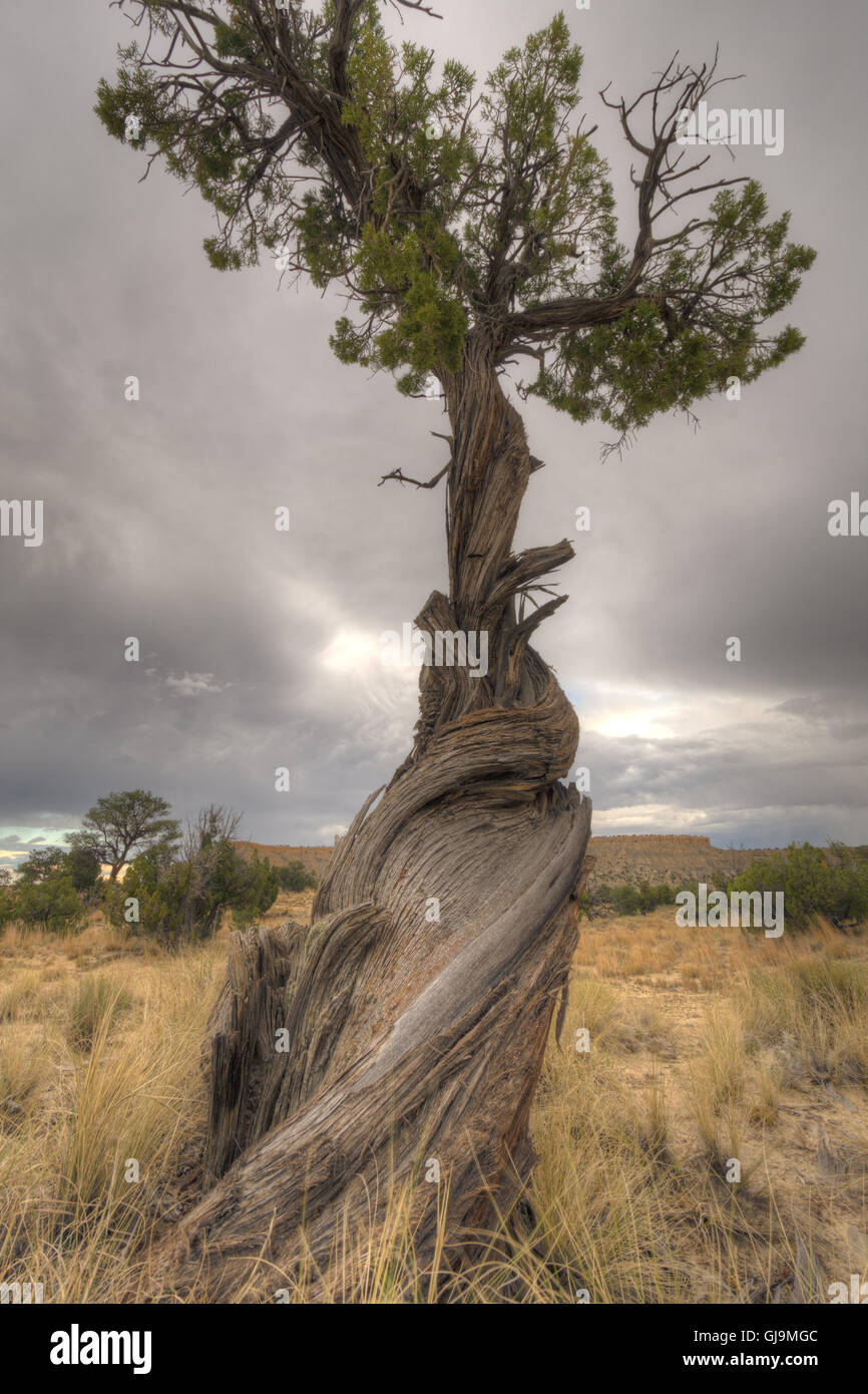 Old One-seed juniper, (Juniperous monosperma), Ojito Wilderness, New ...