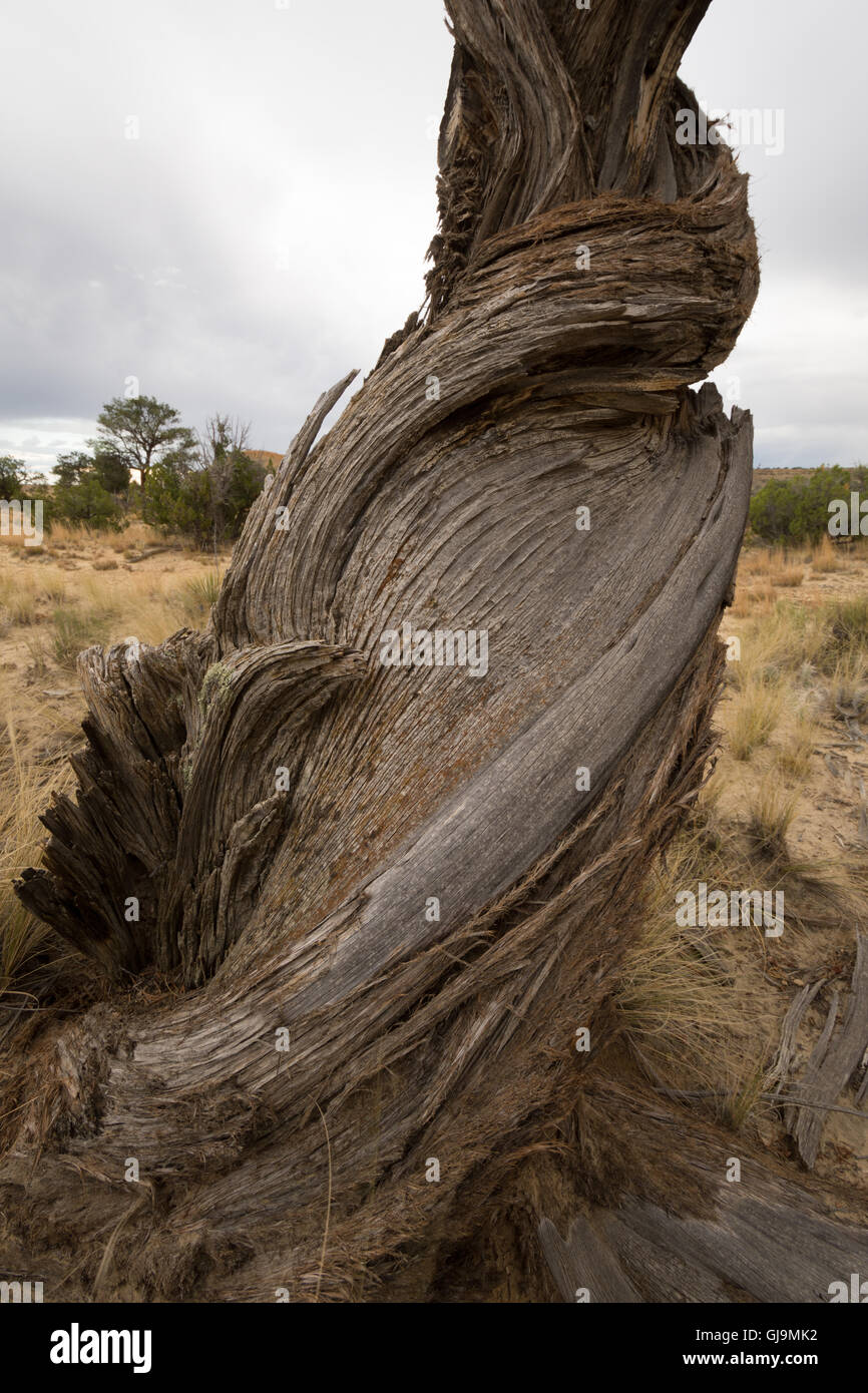 Old One-seed juniper, (Juniperous monosperma), Ojito Wilderness, New ...