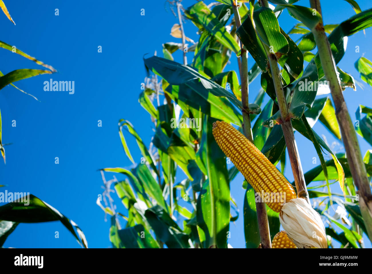 Zea maize spike hi-res stock photography and images - Alamy