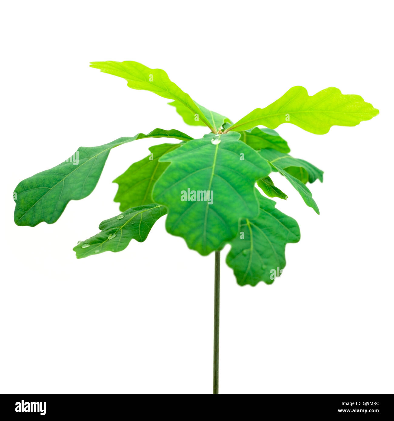 Sapling oak tree pot hi-res stock photography and images - Alamy
