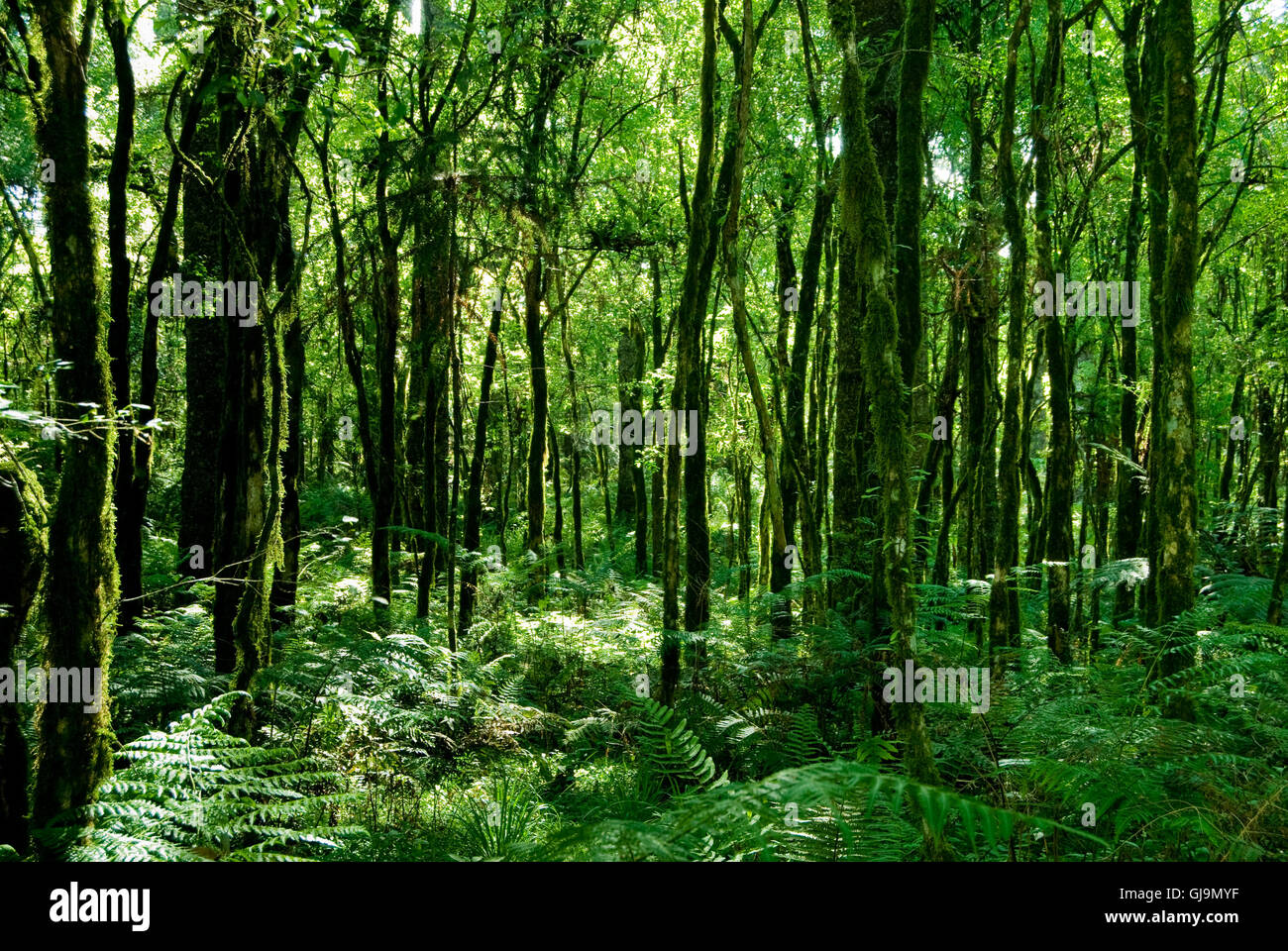 Atlantic forest biodiversity hi-res stock photography and images - Alamy