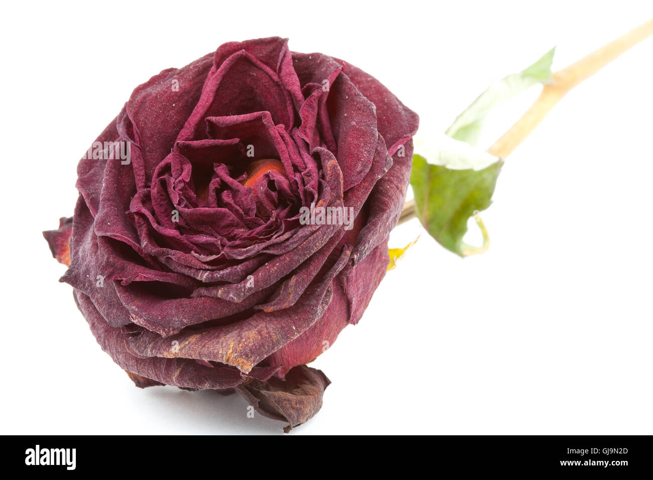 Beautiful HQ rose (old Stock Photo - Alamy
