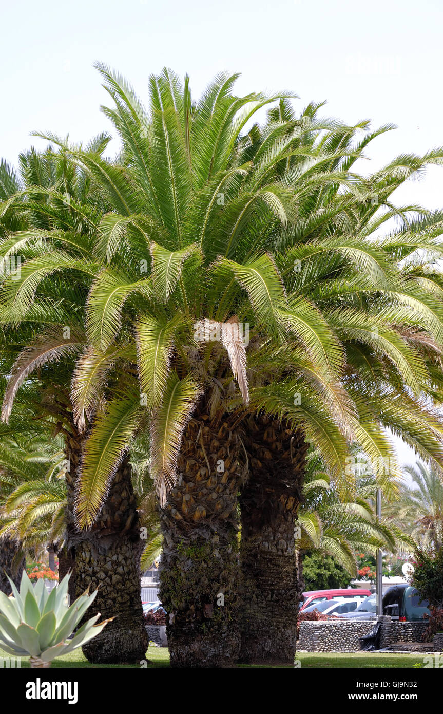 Folded palm leaf hi-res stock photography and images - Alamy