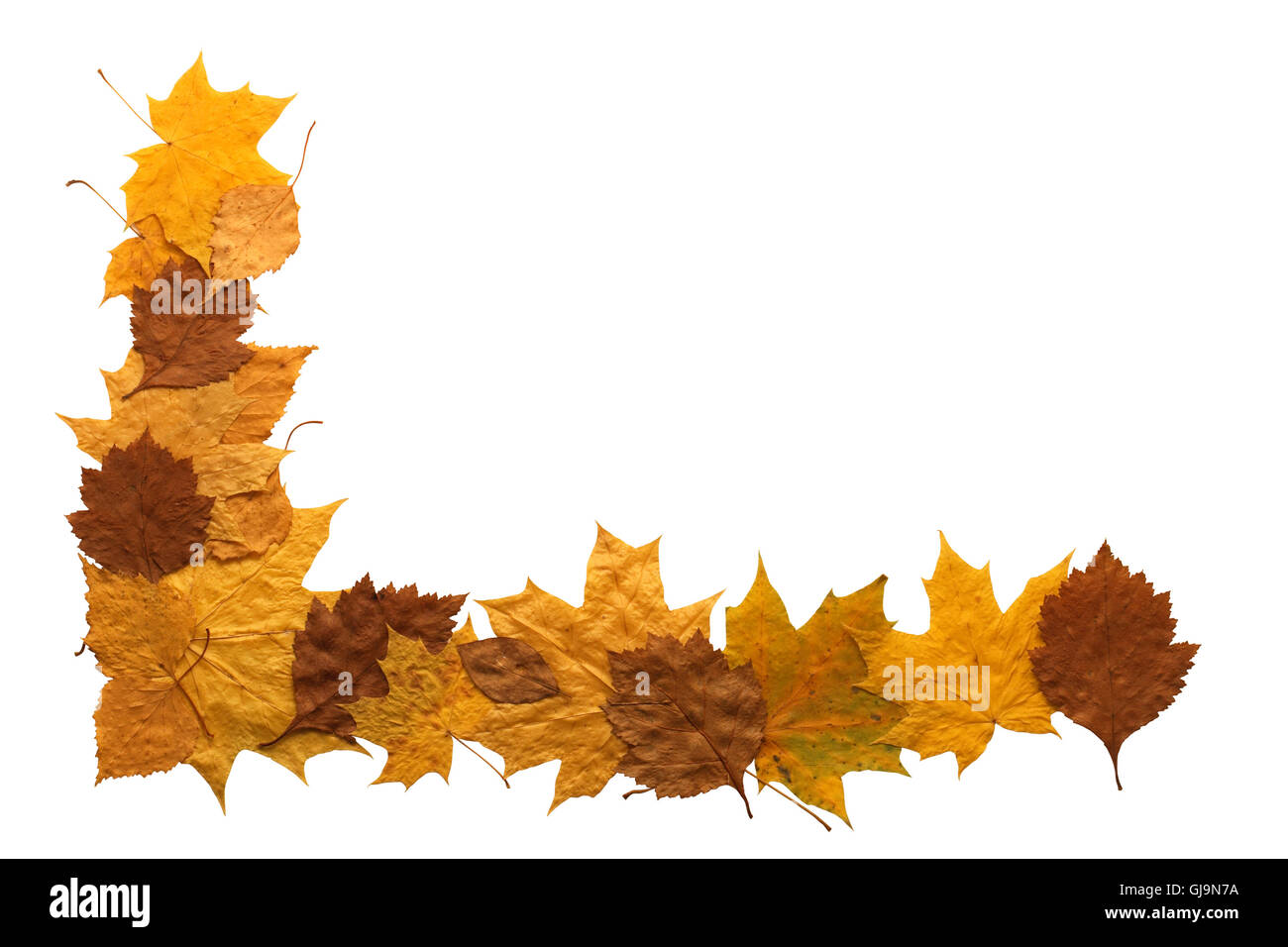 Autumn Leaves Corner Border