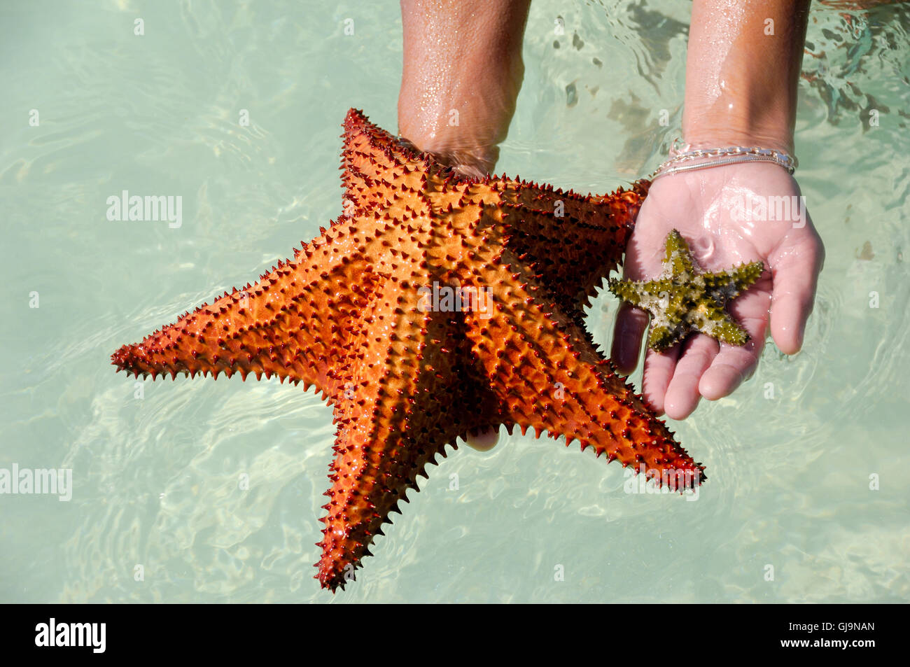 Big starfish hi-res stock photography and images - Alamy