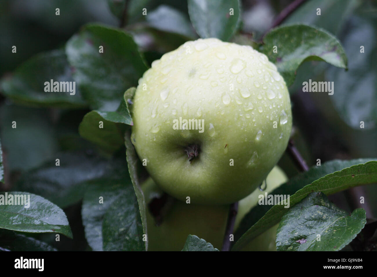 Under apple tree hi-res stock photography and images - Alamy