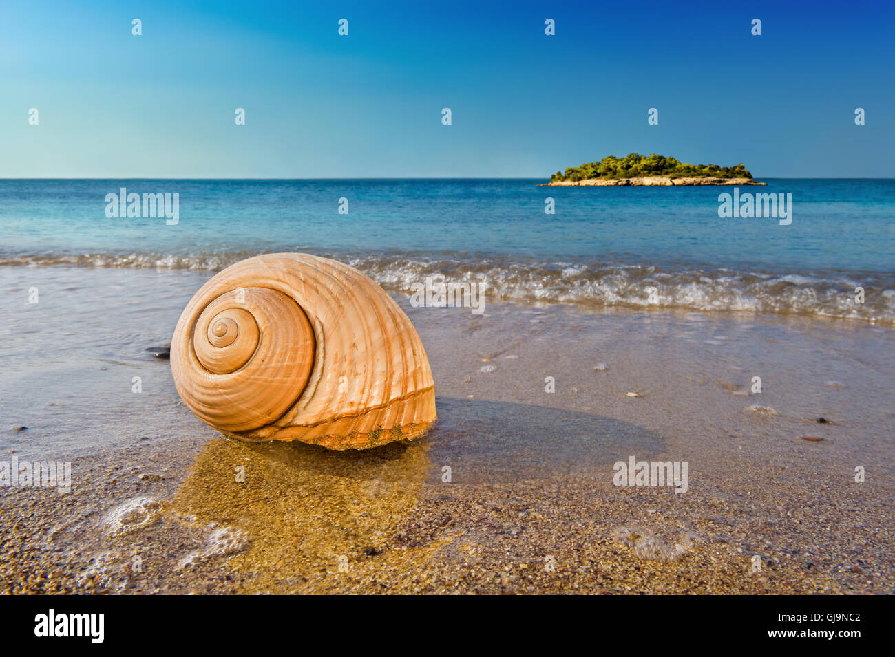 Seashell shore hi-res stock photography and images - Alamy