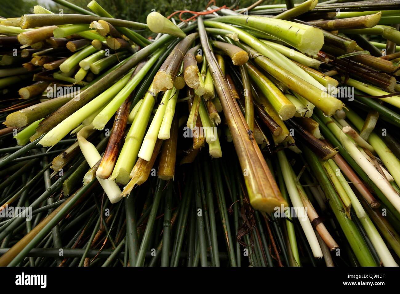 Bulrushes river hi-res stock photography and images - Alamy