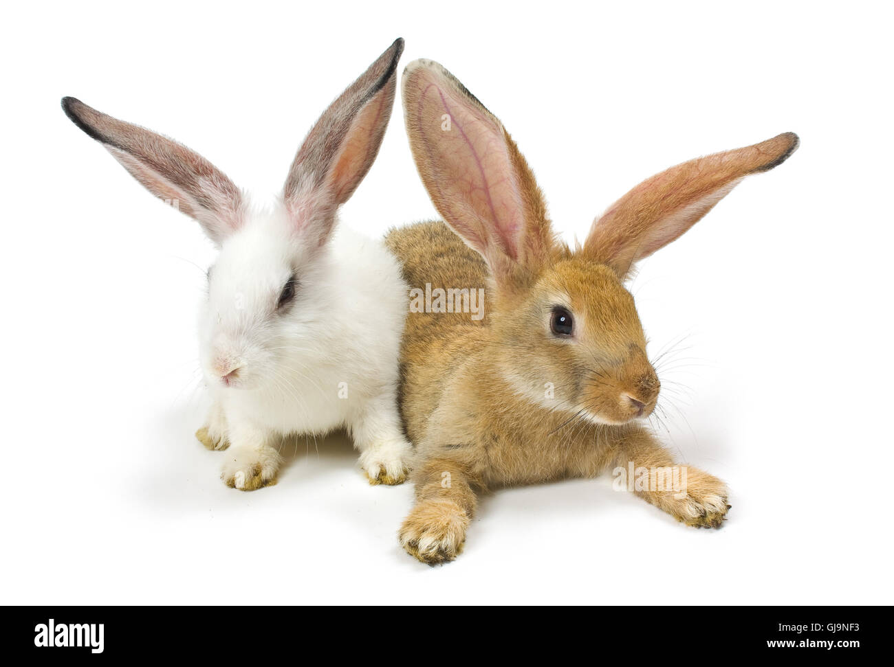 Happy New Year of rabbit Stock Photo - Alamy