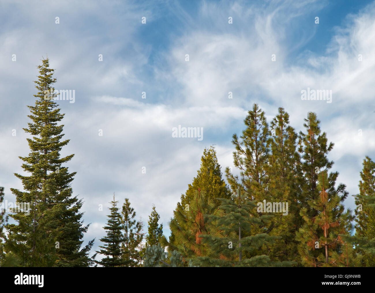 Pine Trees Blue sky Stock Photo - Alamy