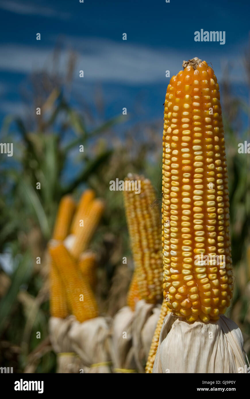 Zea maize spike hi-res stock photography and images - Alamy