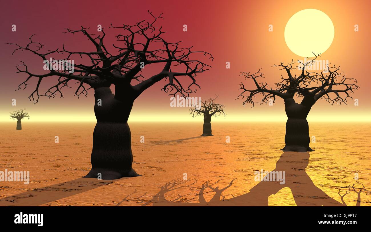 Baobabs by sunset Stock Photo - Alamy